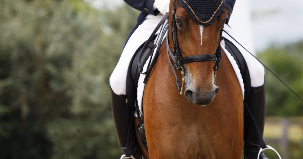 Welcome to Elite Tasmanian Rider Mandy Parsons - Dynavyte New Zealand